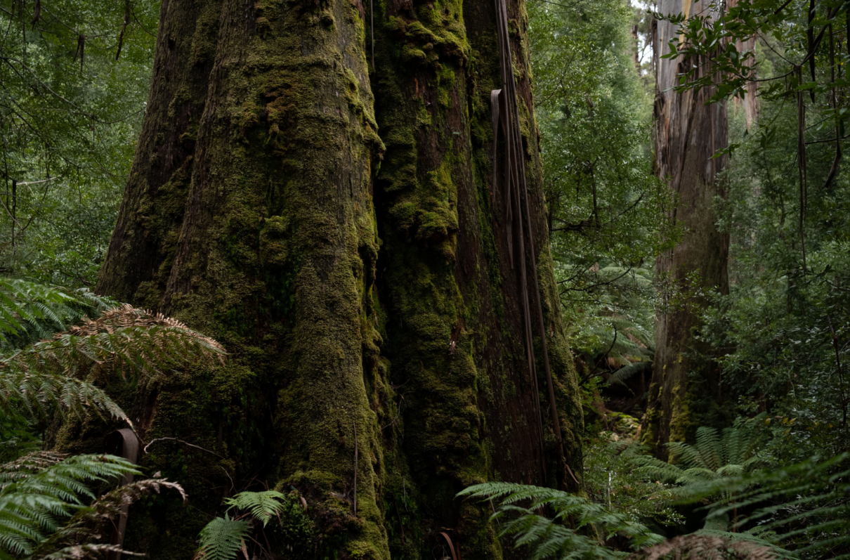 Native Forest Logging in Tasmania: The Facts - The Australia Institute