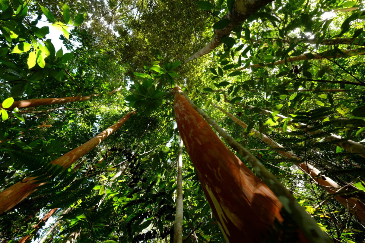 Here are 23 Times Carbon Offsets Were Found to be Dodgy - The Australia ...