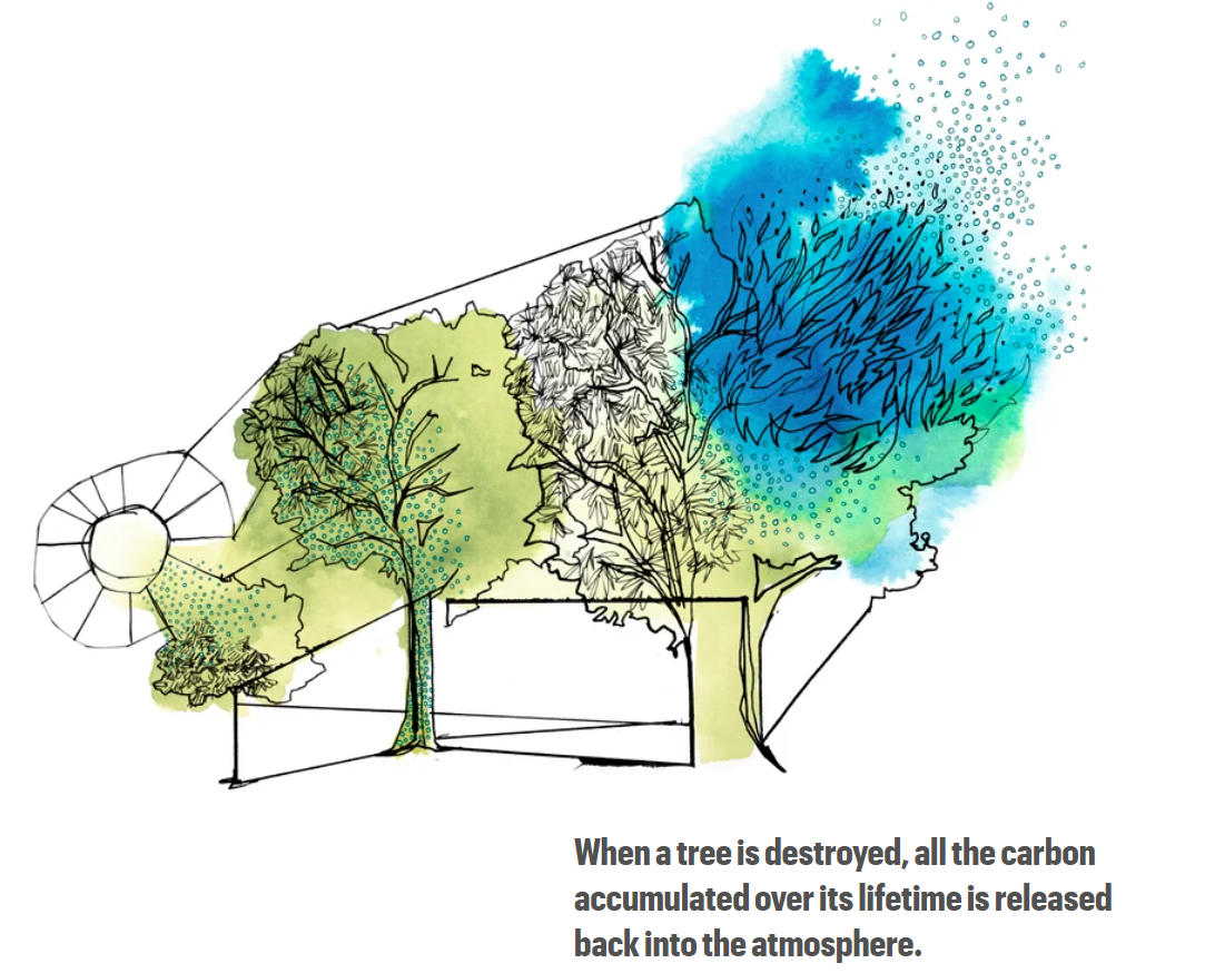 Here are 23 Times Carbon Offsets Were Found to be Dodgy - The Australia ...