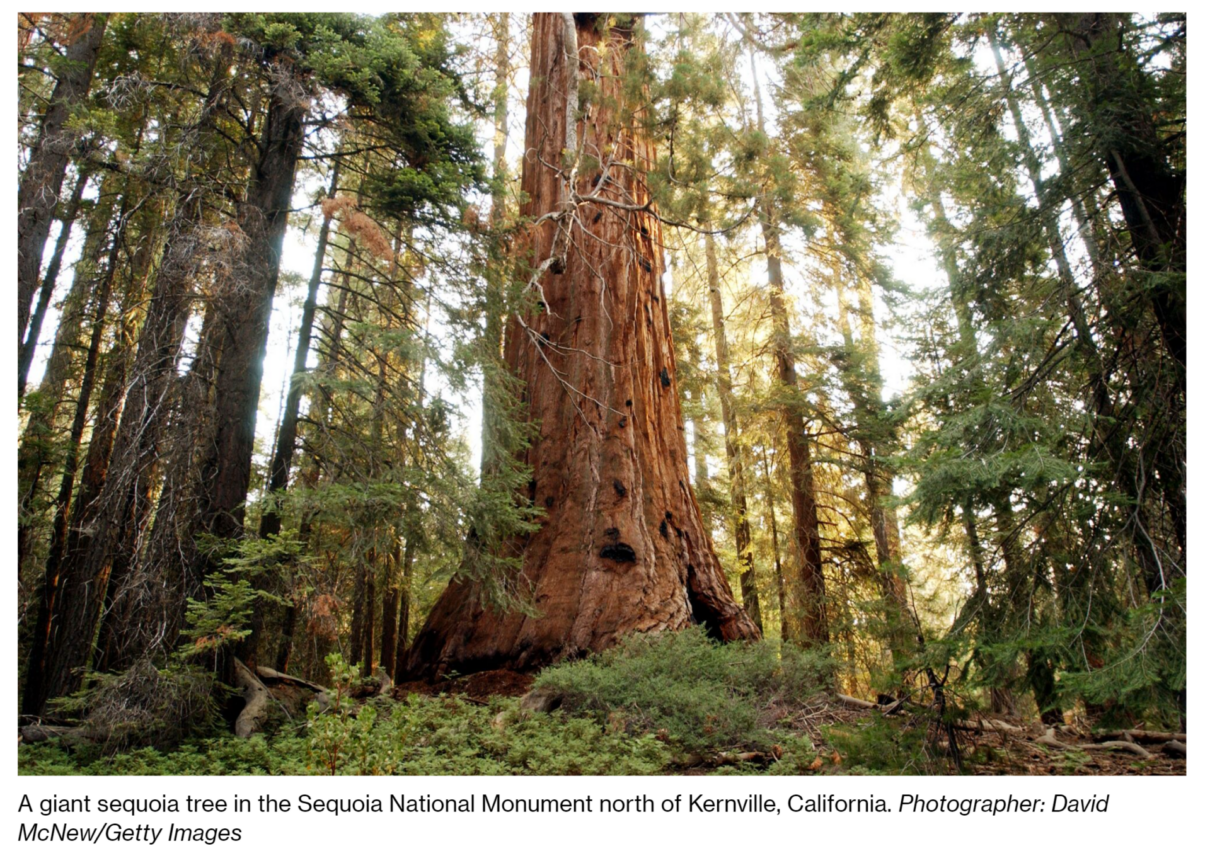 Here are 23 Times Carbon Offsets Were Found to be Dodgy - The Australia ...