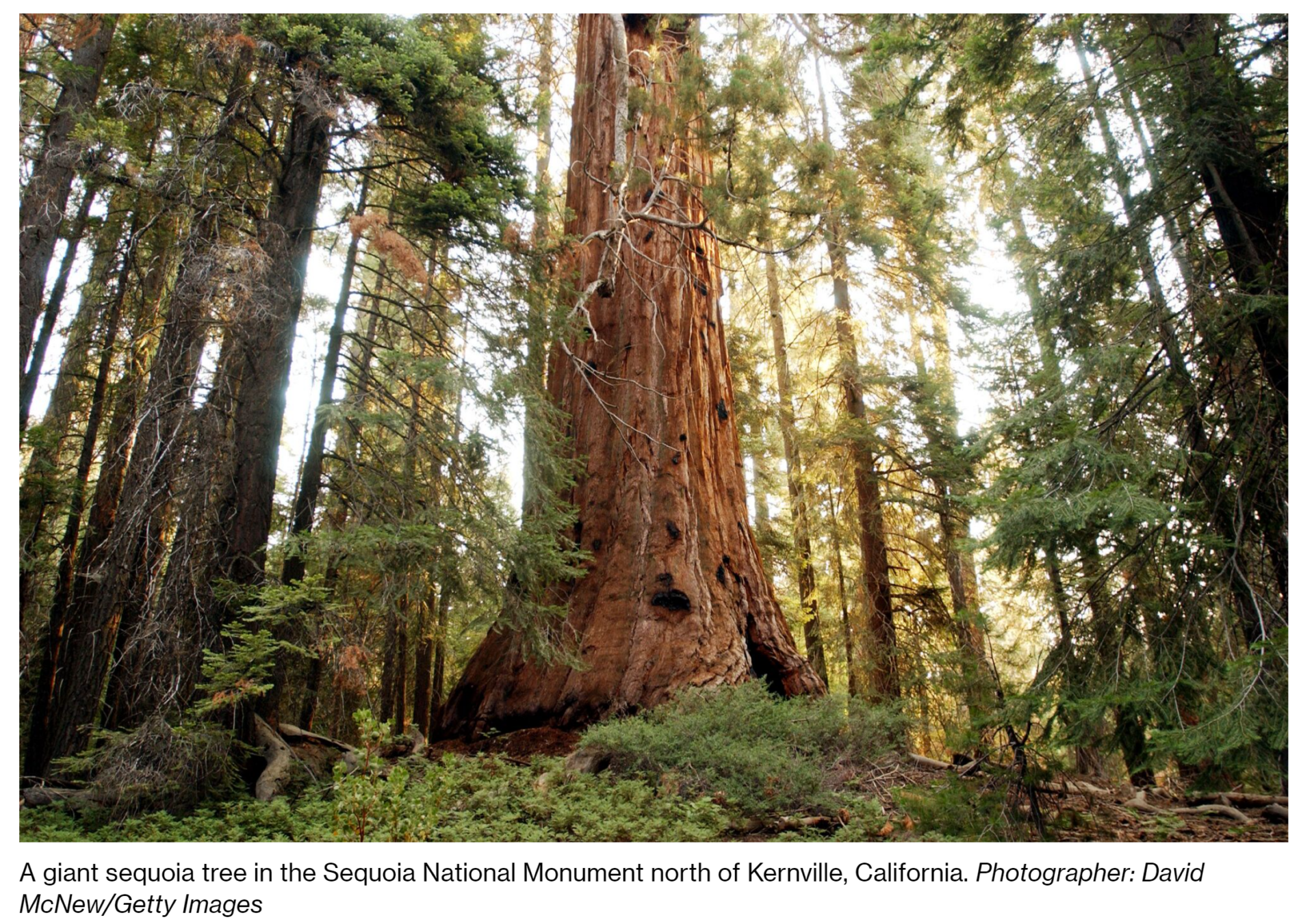 Here are 23 Times Carbon Offsets Were Found to be Dodgy - The Australia ...