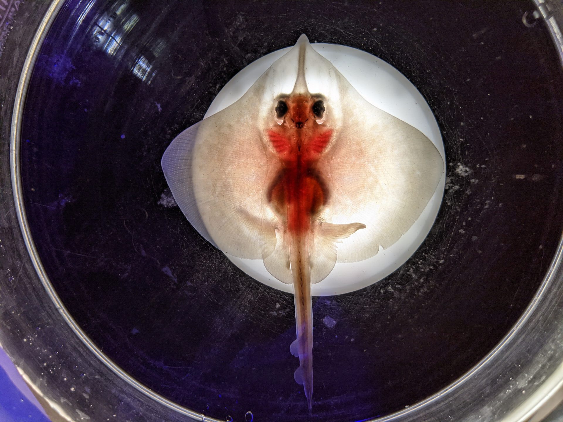 Federal Intervention Required to Call Out Salmon Industry’s Clearly ...