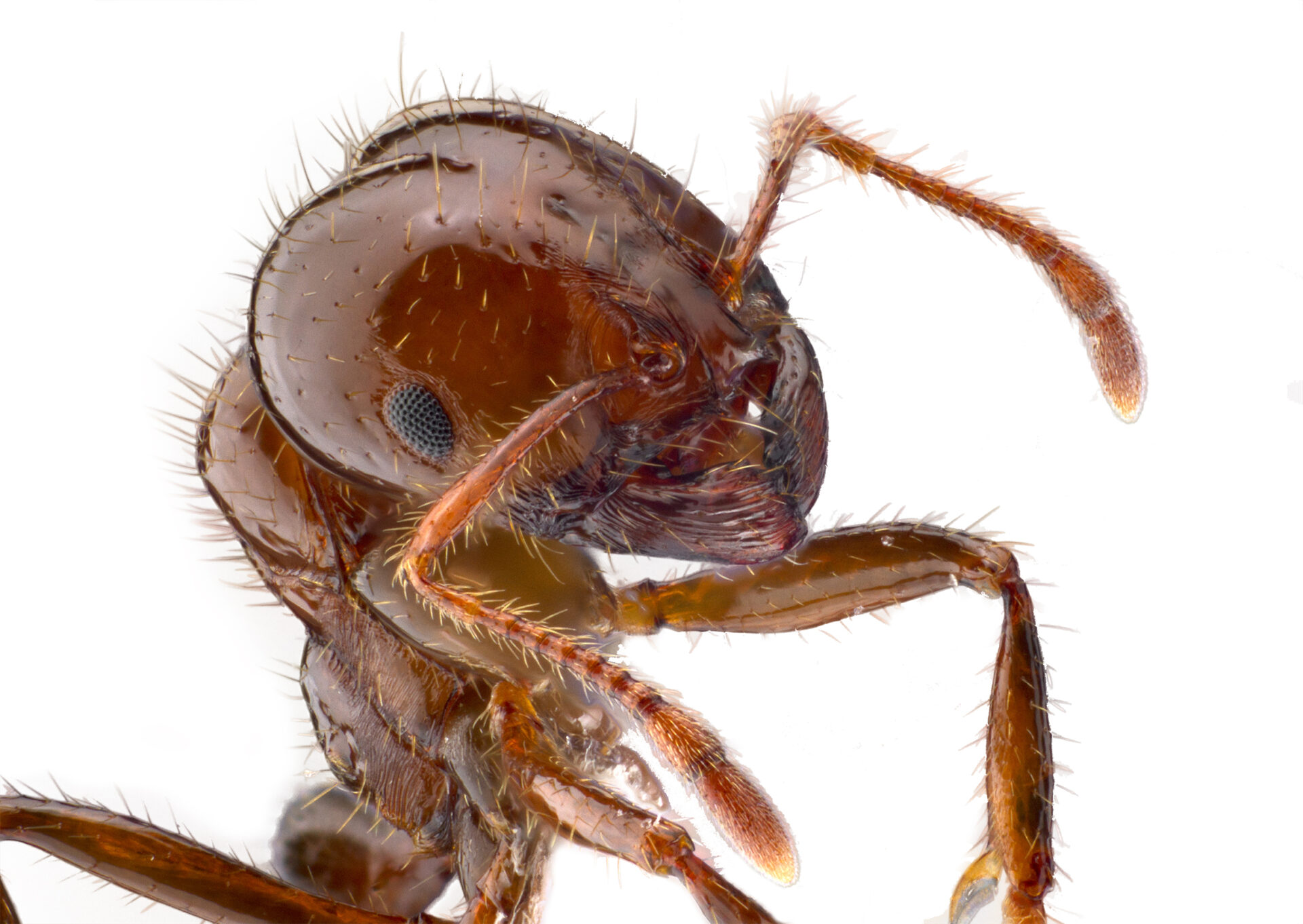 Fire ants economic bite underestimated in government modelling: $2.5b ...