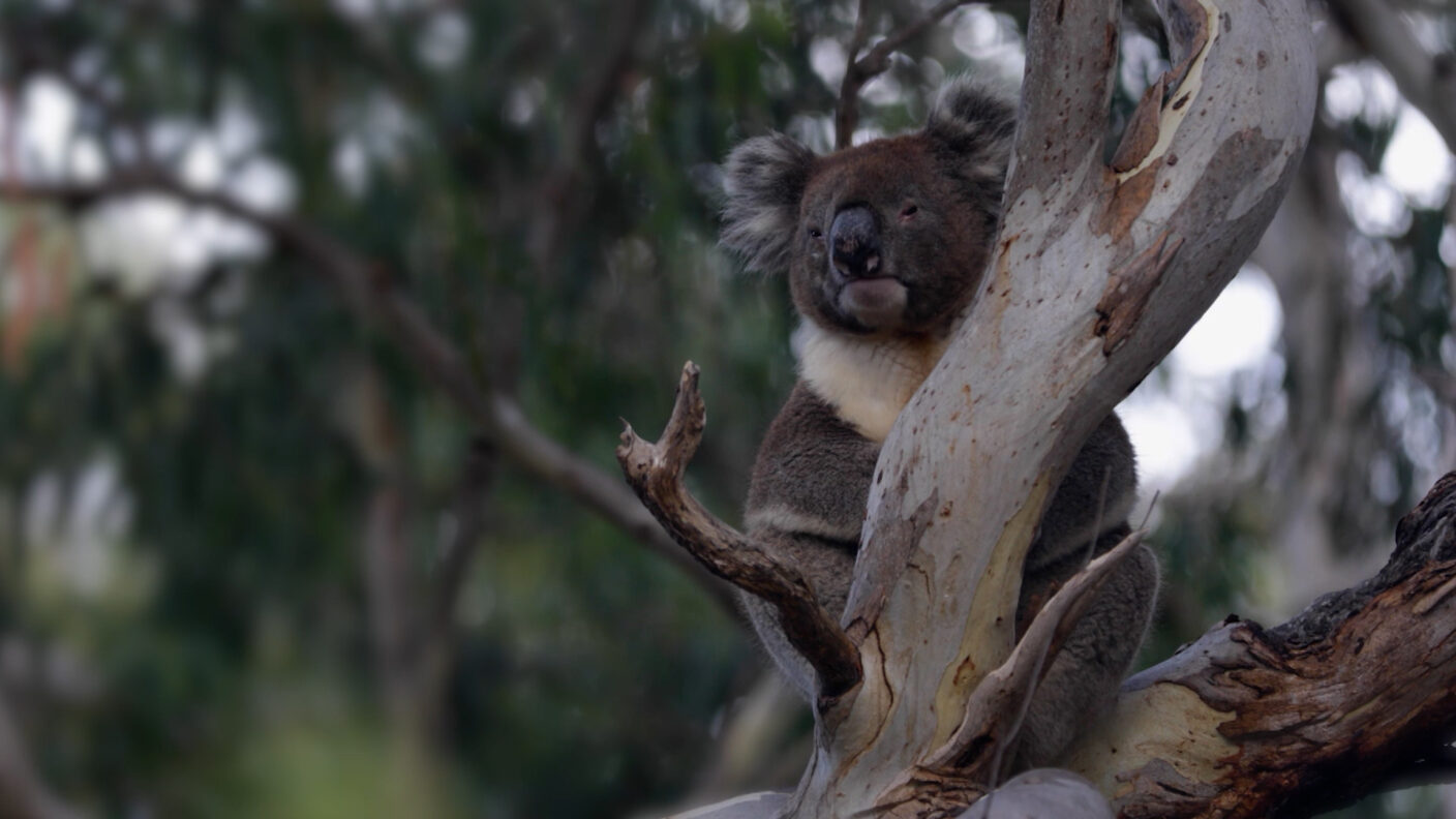 Native Forest Logging in Tasmania: The Facts - The Australia Institute