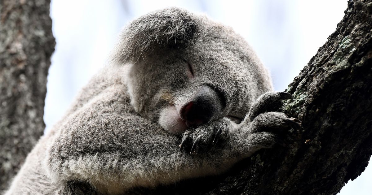 NSW government dragging its feet on koala park for "sham" carbon ...