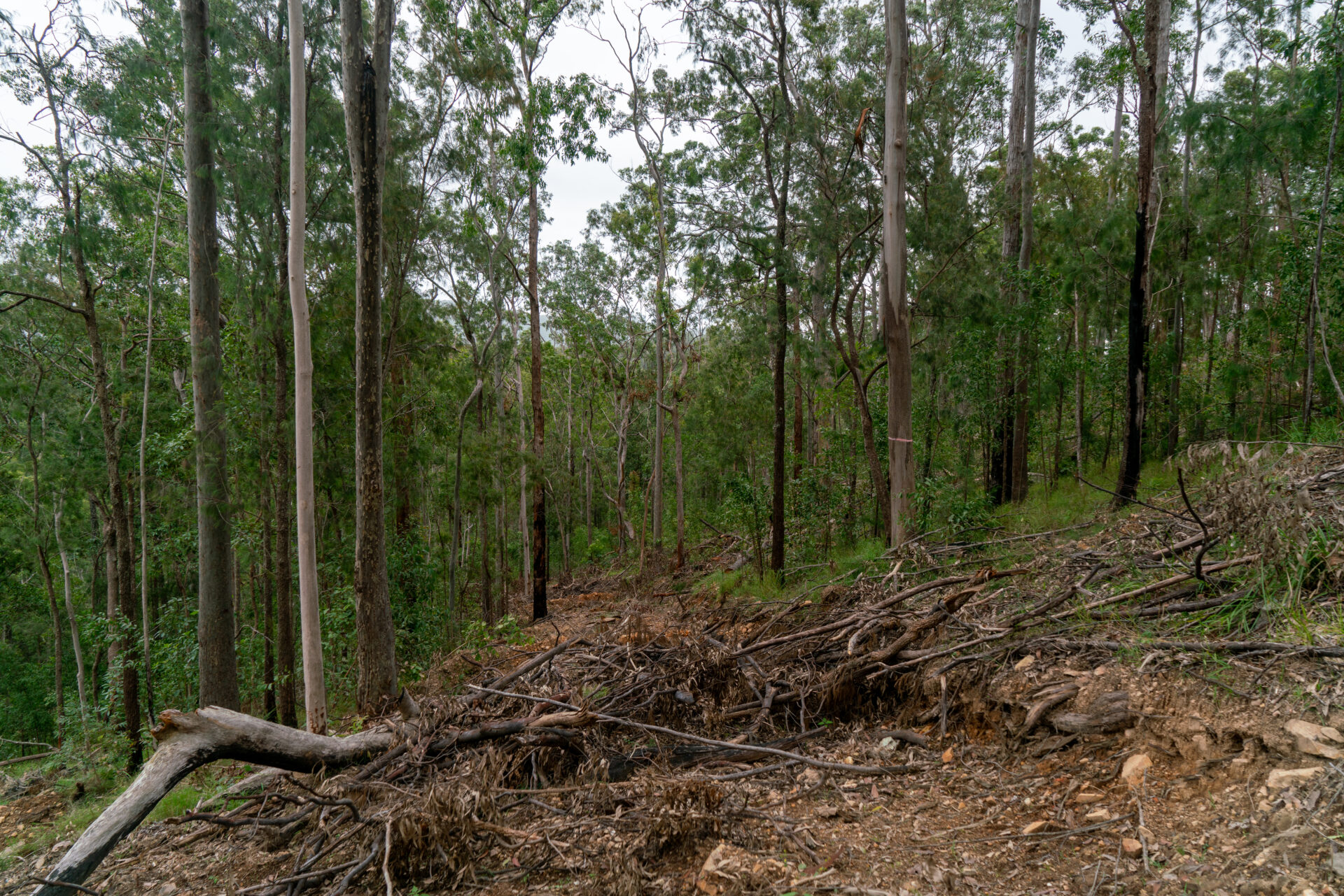 “Perverse Incentive” NSW Government Continues Native Forest Logging to ...