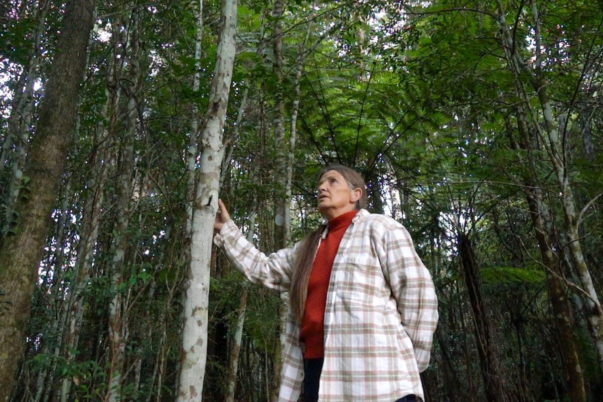 "Smash and Grab": Backwards Carbon Credits Logic Incentivises Native ...