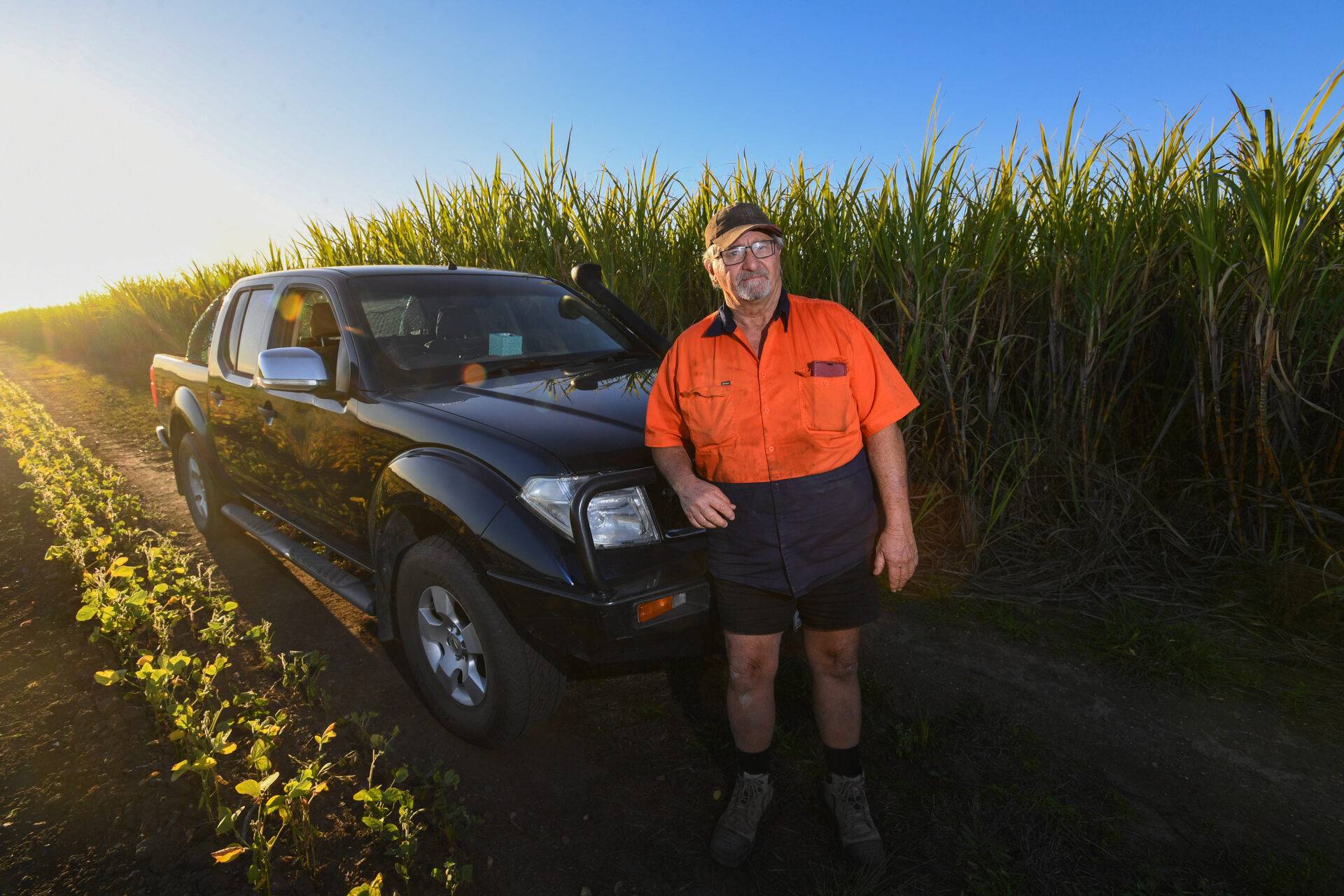 Impact of fire ants in Queensland electorates - The Australia Institute
