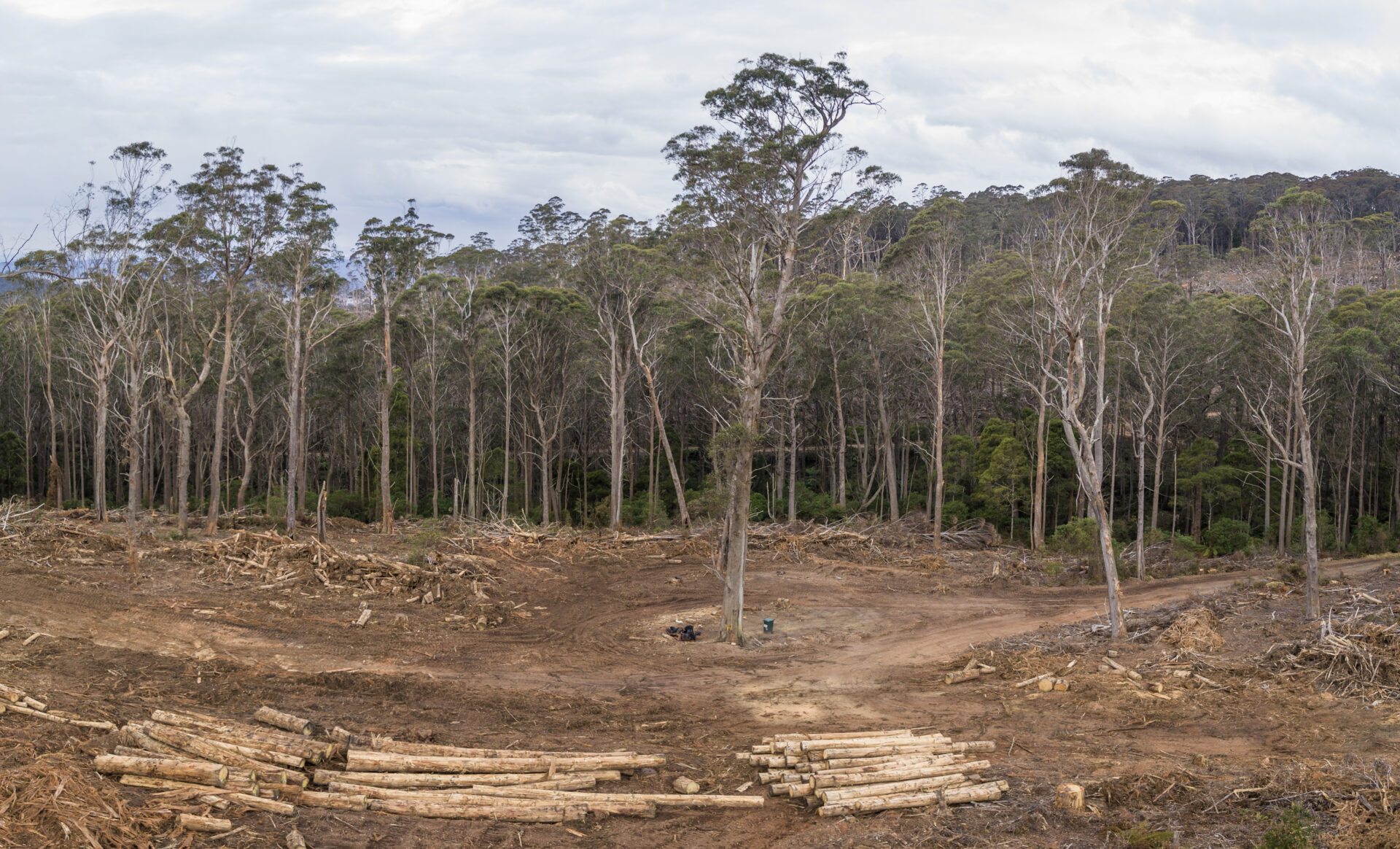 The logging industry should be bound by Australia’s environment ...
