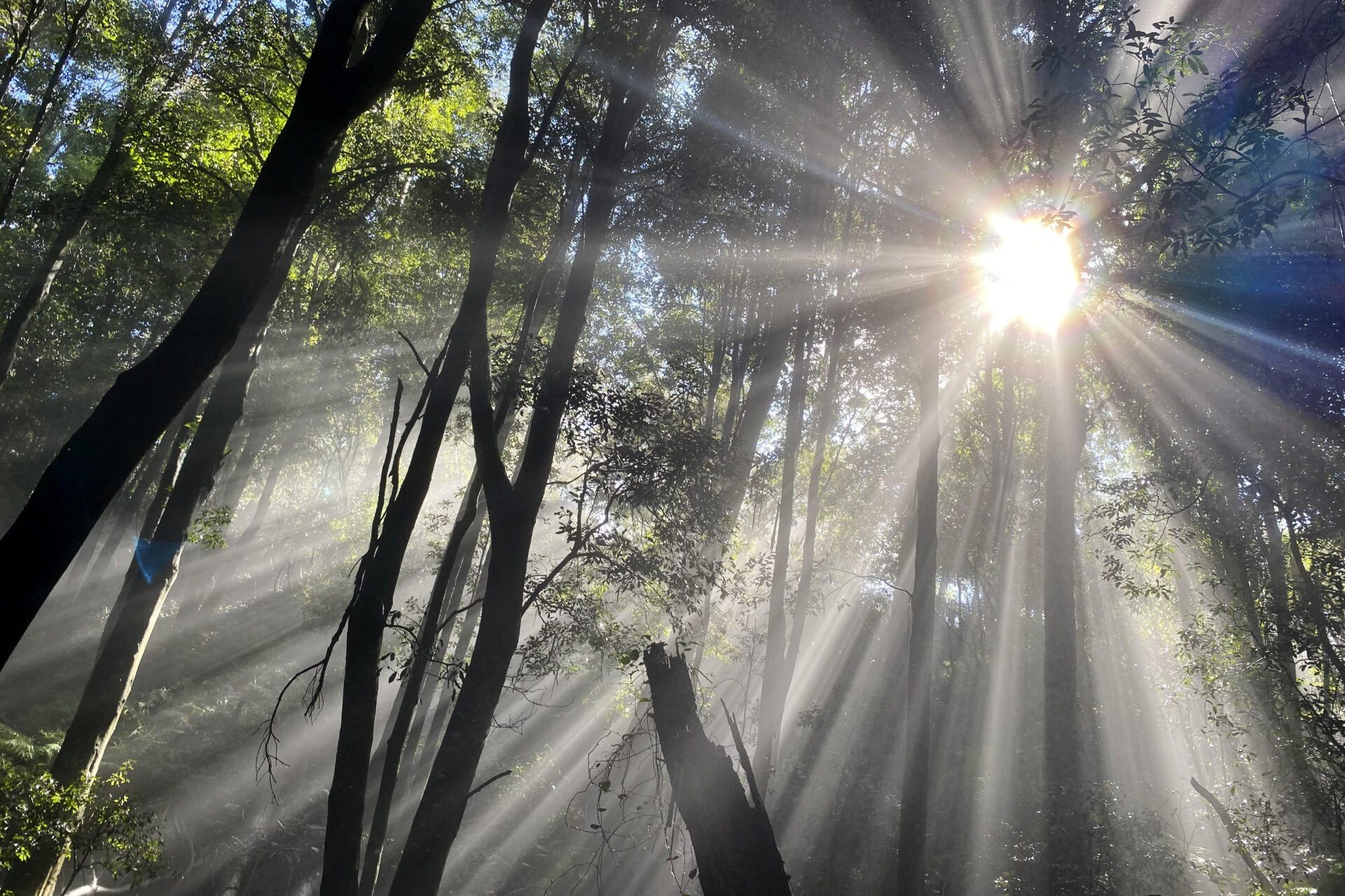 Latest report on failure of offset program supports move from net zero ...