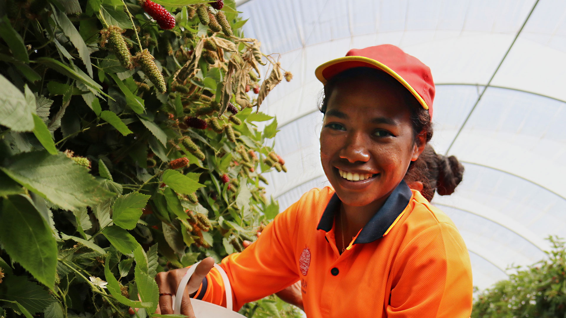 Pacific Labourers overtaxed and exploited in Australia - The Australia ...